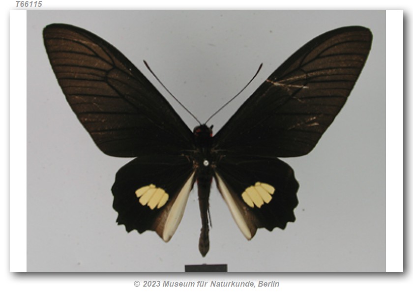 Parides pizarro pizarro SYNTYPE Brazil; Peru [MFNB].