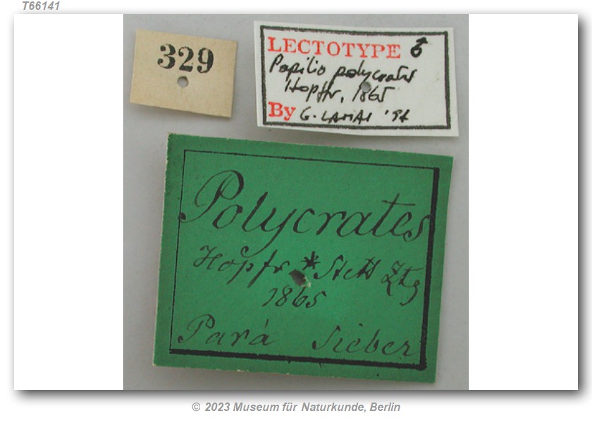 Battus polydamas polycrates (type specimens)