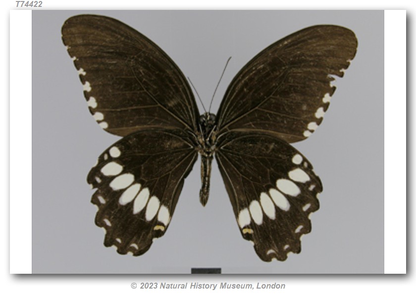 Papilio alphenor polycritos (type specimens)