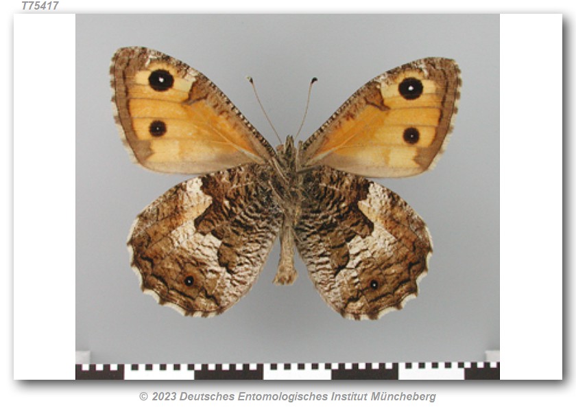 Hipparchia semele (type specimens)