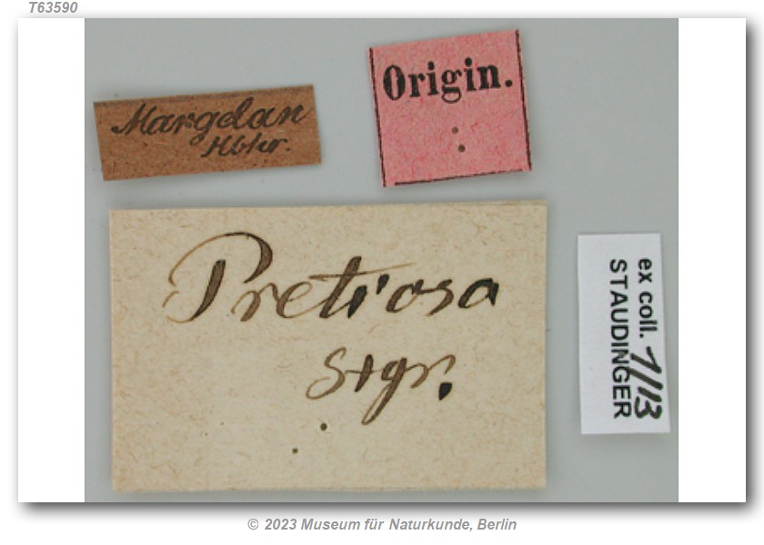 Satyrium pretiosa (type specimens)