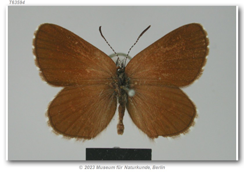 Satyrium pretiosa (type specimens)