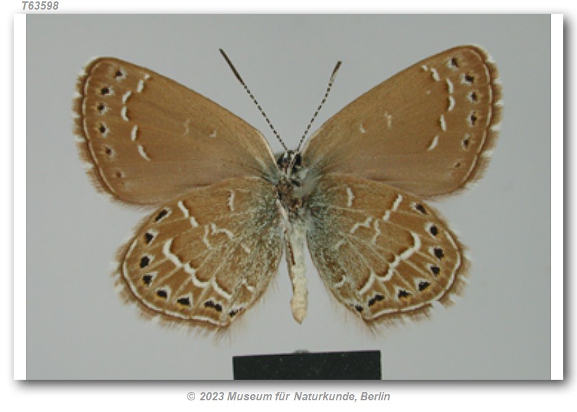 Satyrium pretiosa (type specimens)