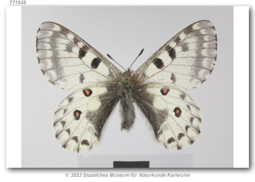 Parnassius epaphus puer Bryk & Eisner, 1932