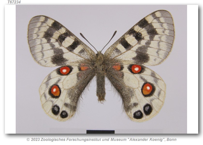 Parnassius imperator regulus (type specimens, page 1)