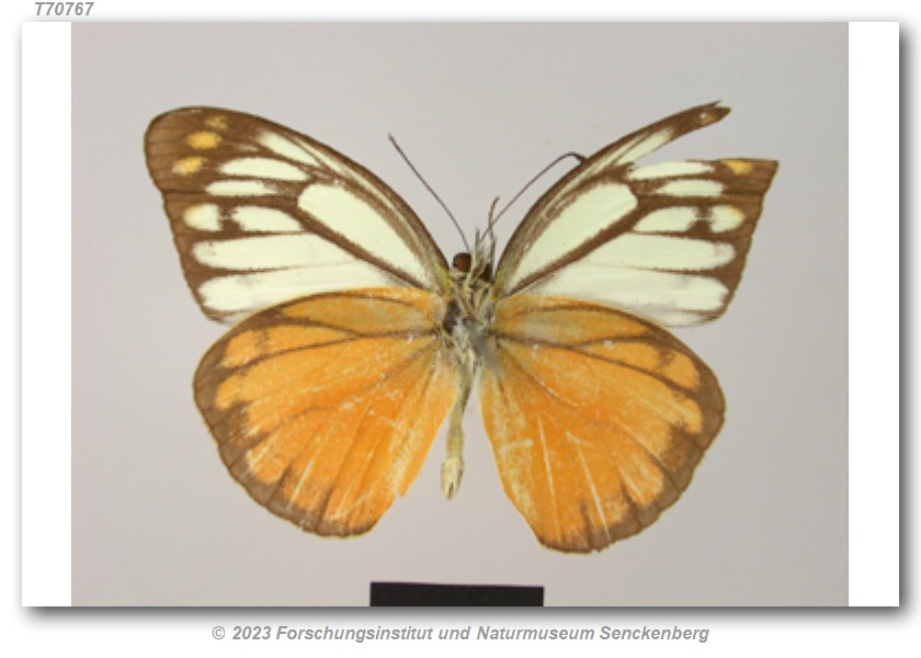 Cepora iudith rhemia (type specimens)