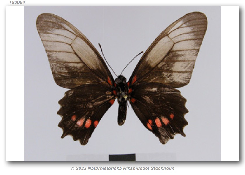 Eurytides ariarathes arianus (type specimens)