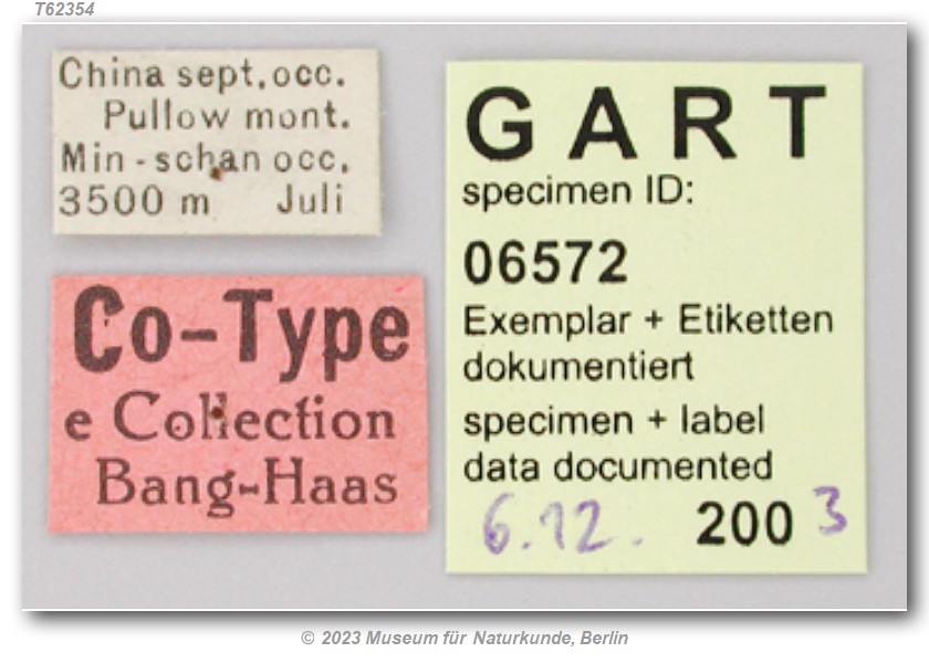 Parnassius cephalus sengei (type specimens)