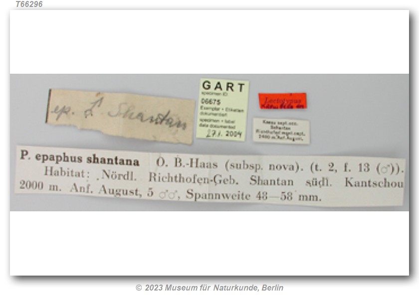 Parnassius epaphus shantana (type specimens)