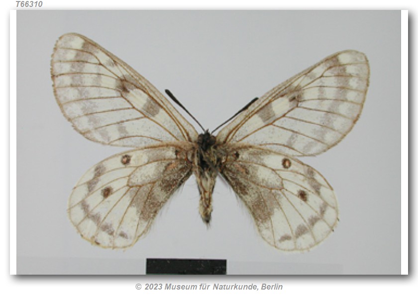 Parnassius simo simoides (type specimens)