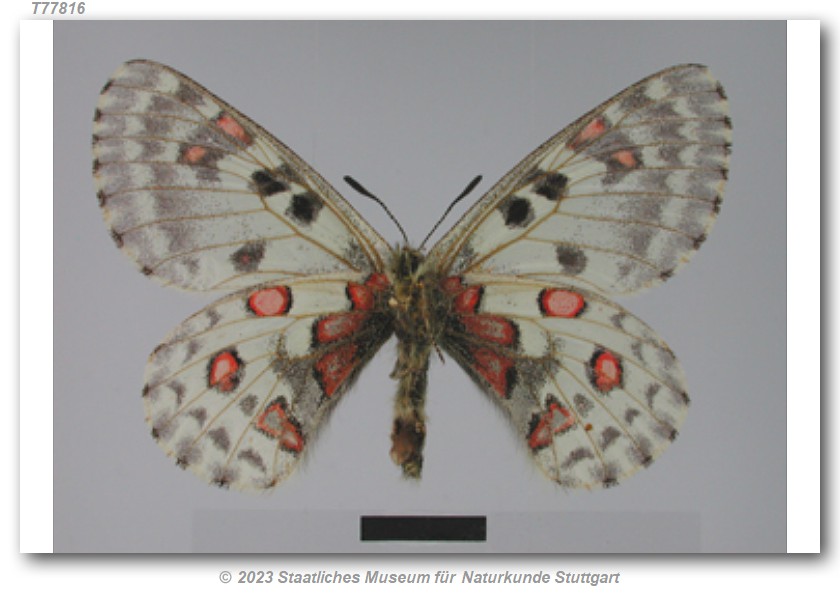 Parnassius epaphus subtilis (type specimens, page 2)