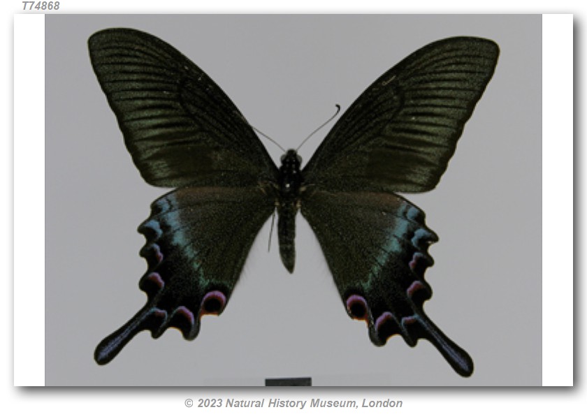 Papilio s. syfanius (type specimens)