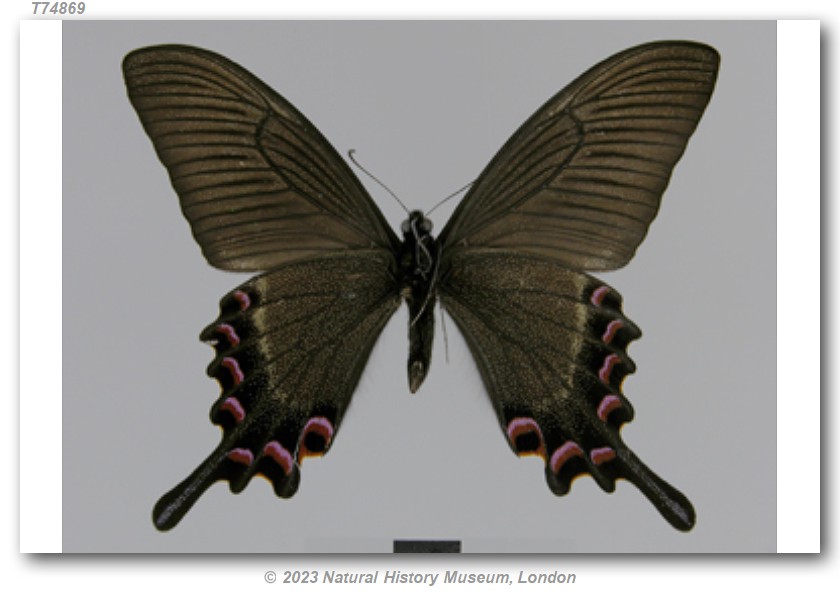 Papilio s. syfanius (type specimens)