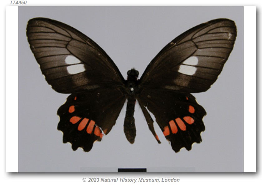 Parides anchises thelios (type specimens)