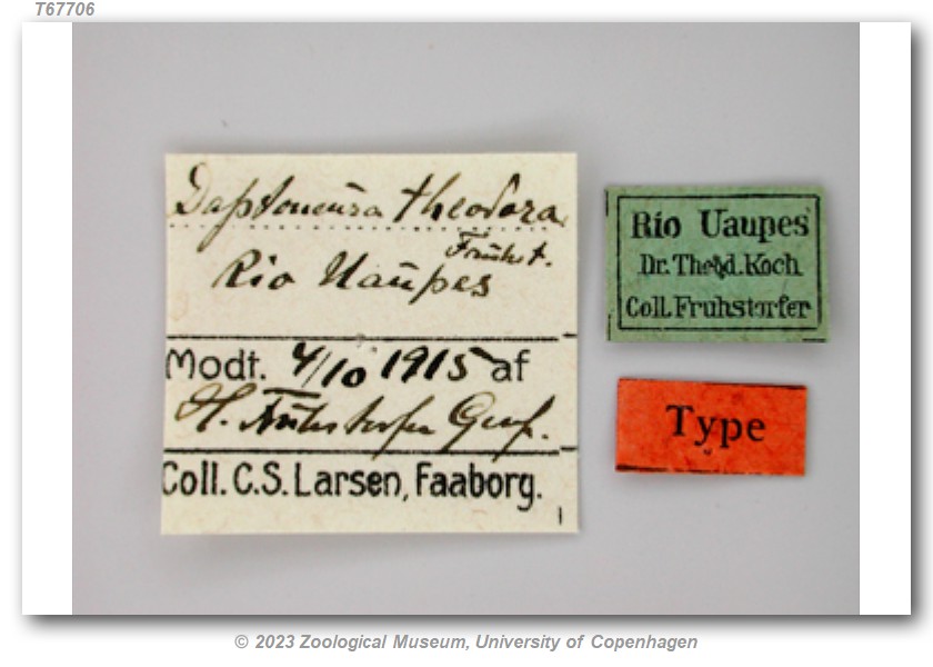 Melete lycimnia theodori (type specimens)