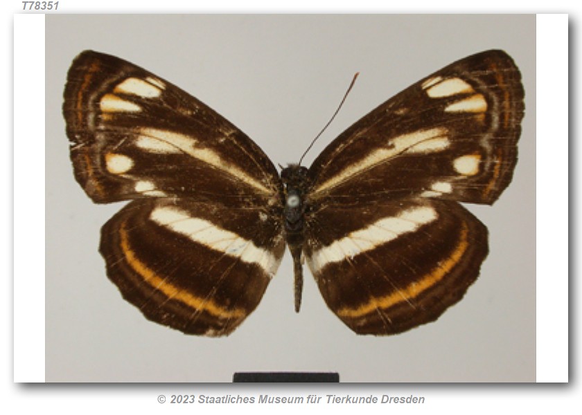 Pantoporia hordonia doronia (Staudinger, 1889)