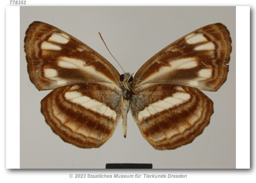 Pantoporia hordonia doronia (type specimens)