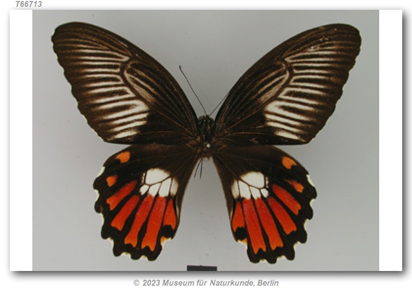 Papilio p. polytes (type specimens)
