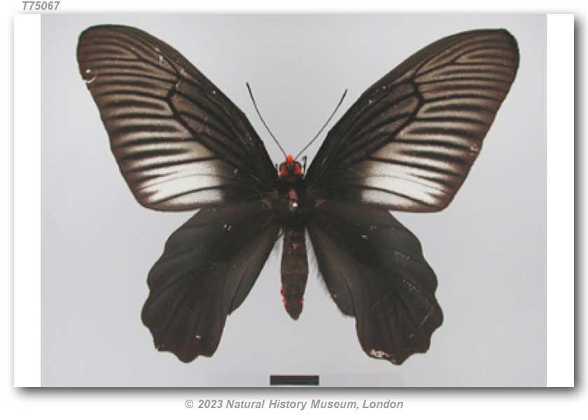 Atrophaneura astorion varuna (A. White, 1842)