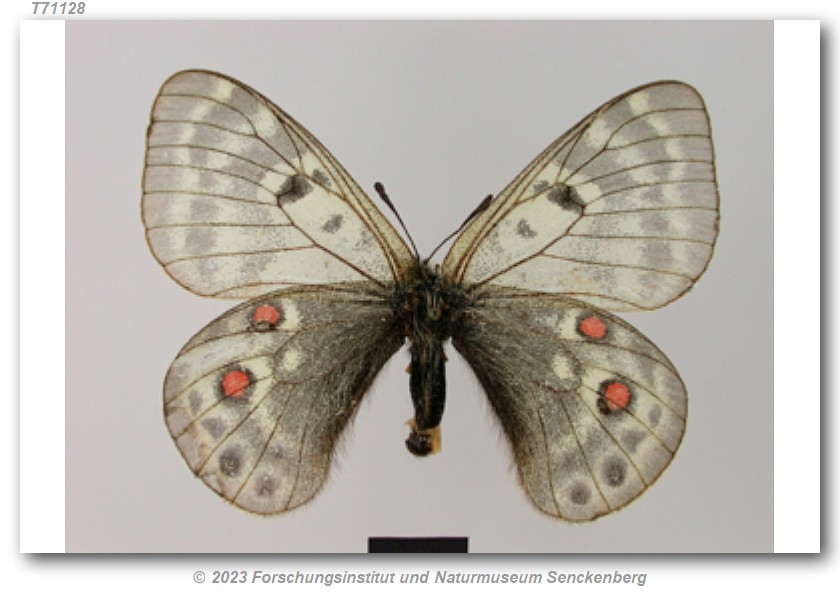 Parnassius acdestis vogti (type specimens)