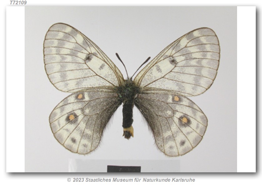 Parnassius acdestis vogti (type specimens)