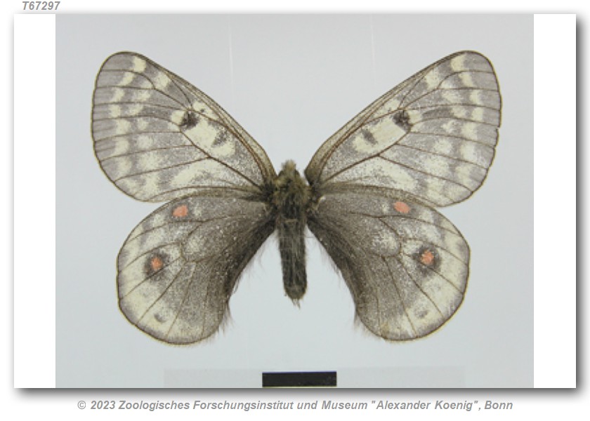 Parnassius acdestis vogti (type specimens)