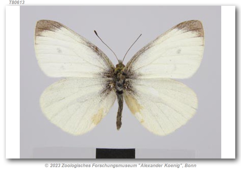 Pieris rapae crucivora (type specimens)