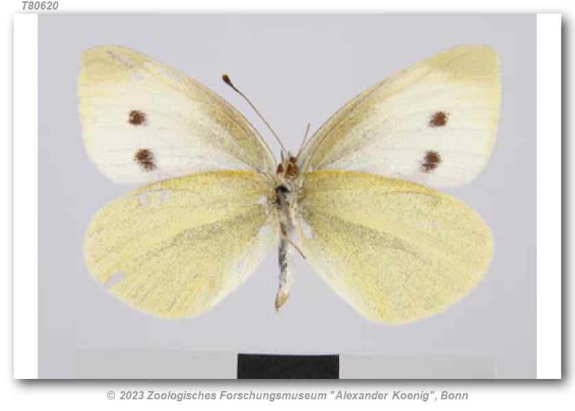 Pieris rapae crucivora (type specimens)