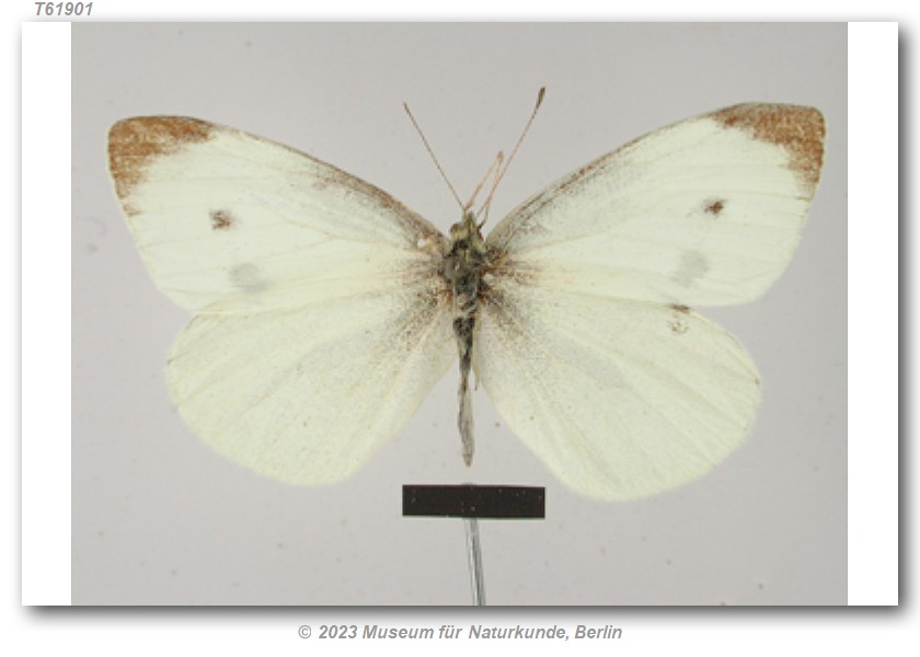 Pieris rapae yunnana (type specimens)