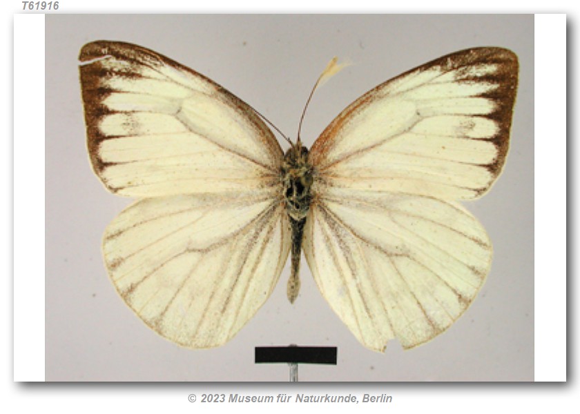 Cepora nerissa yunnanensis (type specimens)