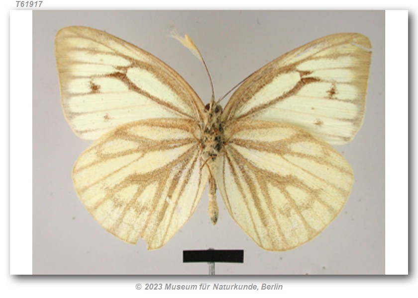 Cepora nerissa yunnanensis (type specimens)