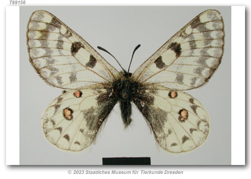 Parnassius simo simoides (type specimens)