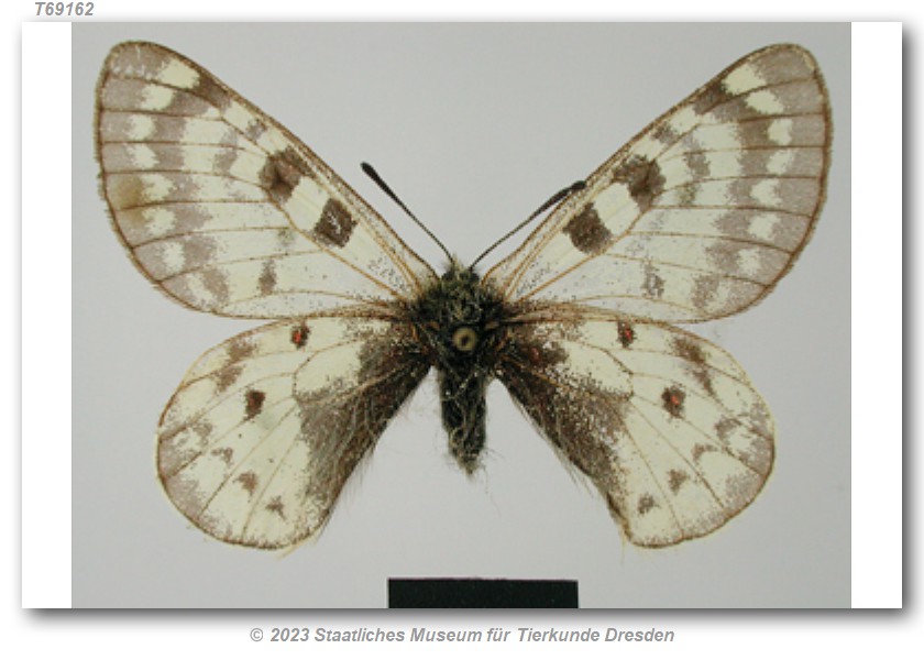 Parnassius simo simoides (type specimens)