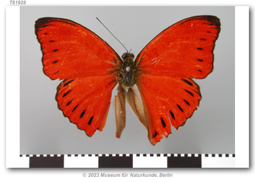 Cymothoe c. coccinata (type specimens)
