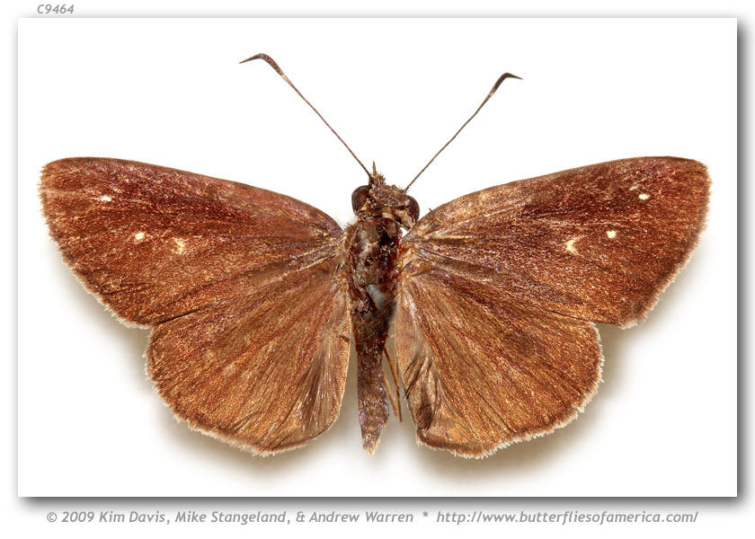 Artines aepitus (pinned specimens)