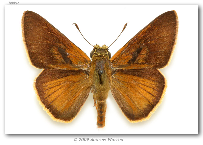 Euphyes singularis insolata (pinned specimens)