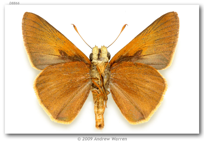 Euphyes singularis insolata (pinned specimens)