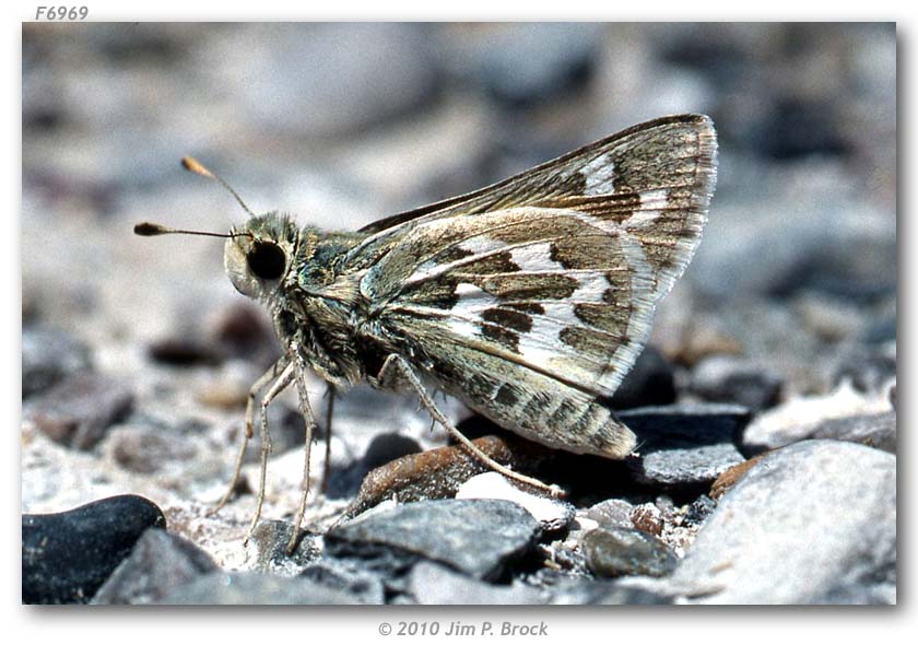 Hesperia uncas fulvapalla Austin & McGuire, 1998