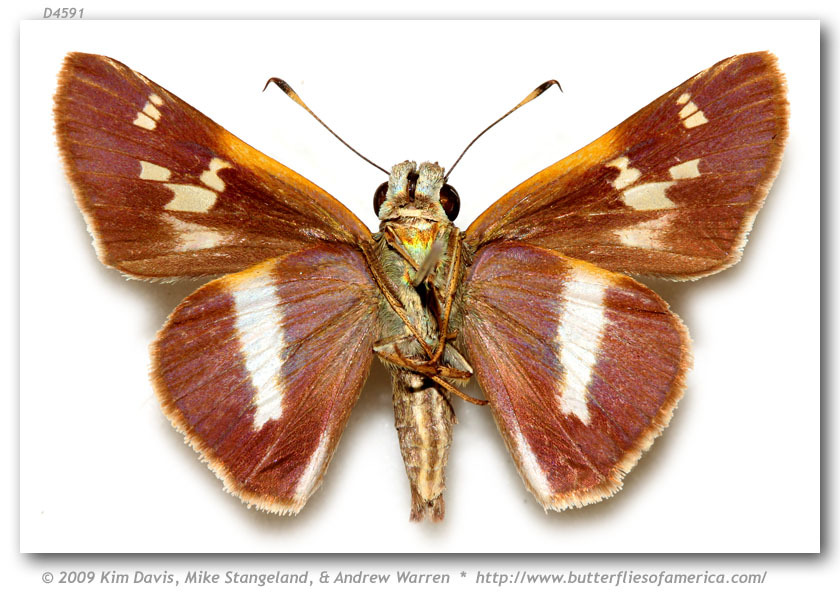 Oxynthes corusca (pinned specimens)