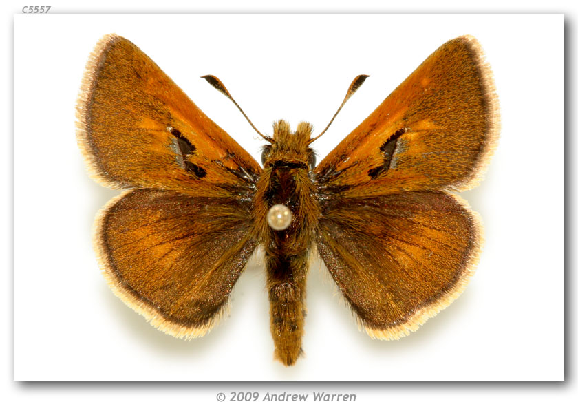 Polites mardon klamathensis (pinned specimens)