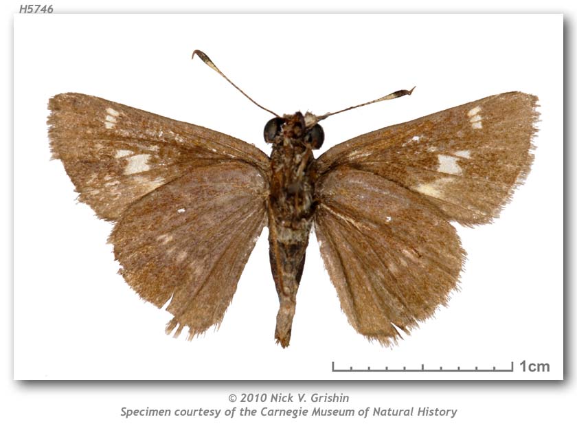 Pompeius verna sequoyah (type specimens)