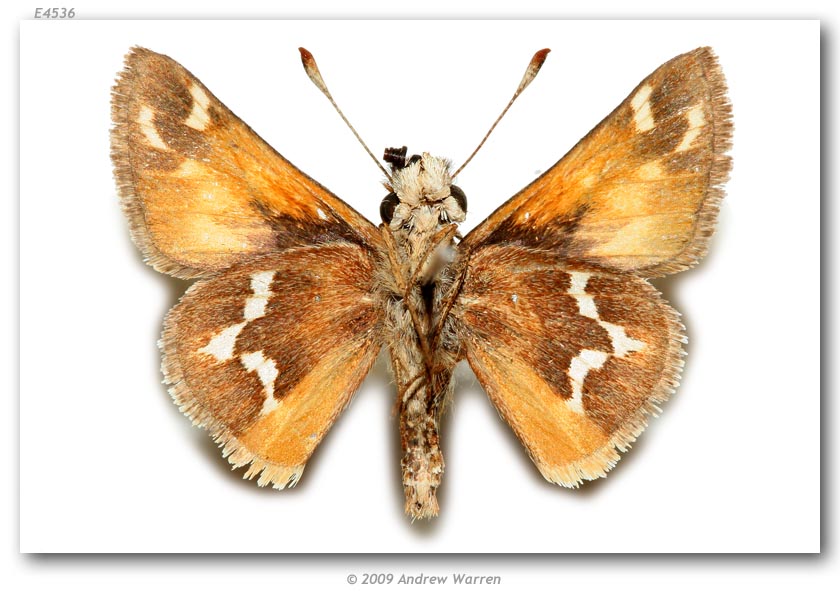 Stinga kendamulaza (type specimens)