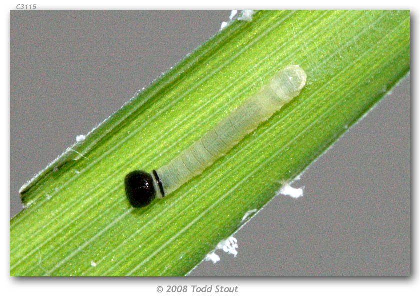 Amblyscirtes vialis 2nd instar larva, Ex ♀ 21 Jun 2008