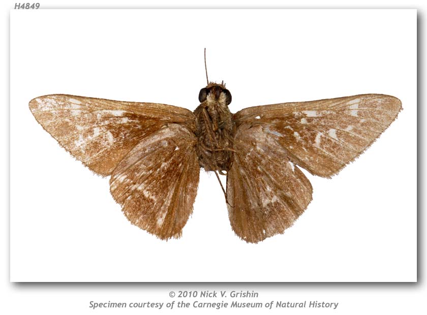 Atrytonopsis loammi (type specimens)