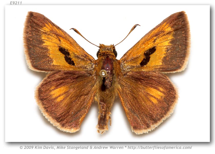 Euphyes conspicua buchholzi (pinned specimens)