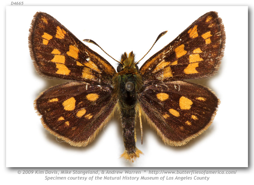 Carterocephalus skada magnus (type specimens)
