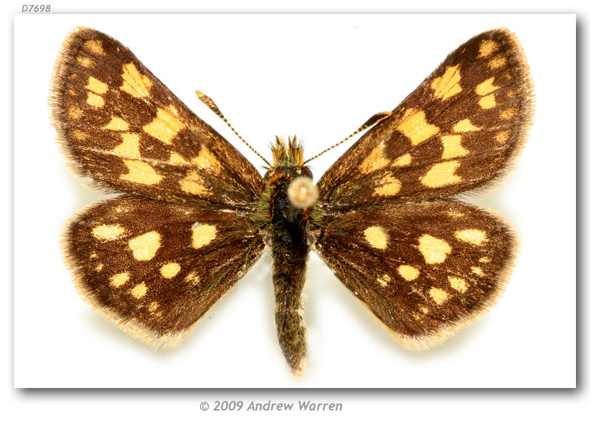 Carterocephalus s. skada (pinned specimens)