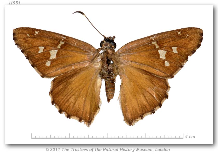 Lobotractus cyda (type specimens)