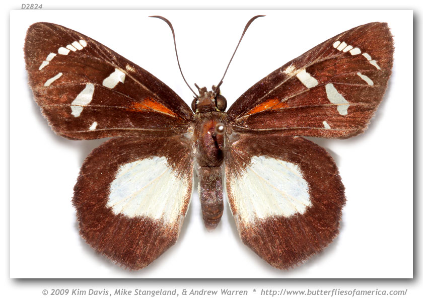 Entheus matho aequatorius (pinned specimens)