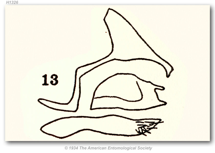 Nascus broteas (Cramer, 1780)